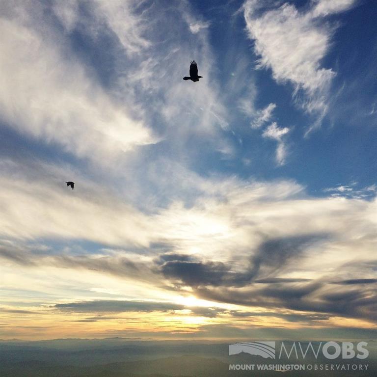 Ravens: Playful Tricksters of the Sky - Mount Washington Observatory