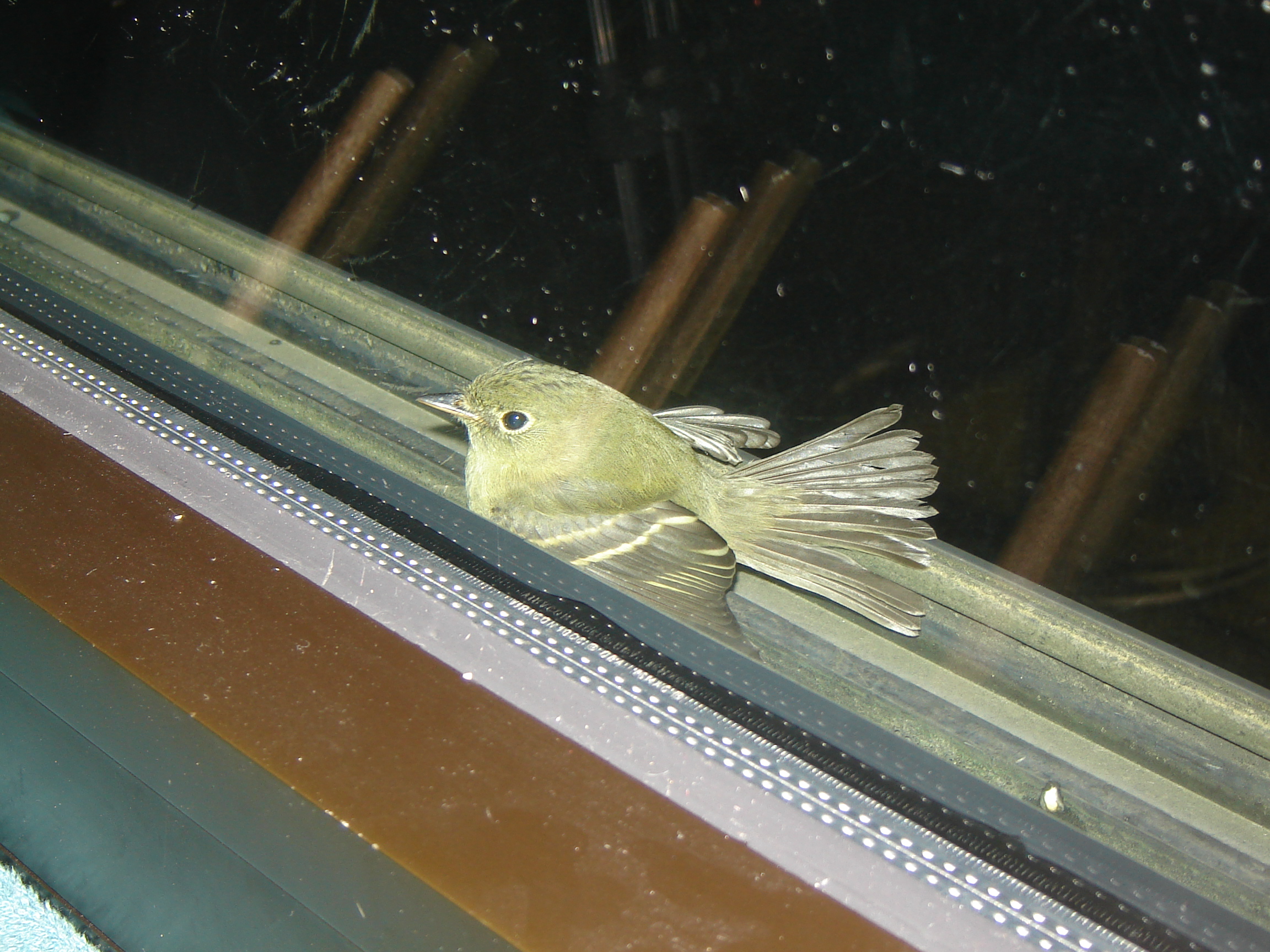 The Birds - Mount Washington Observatory