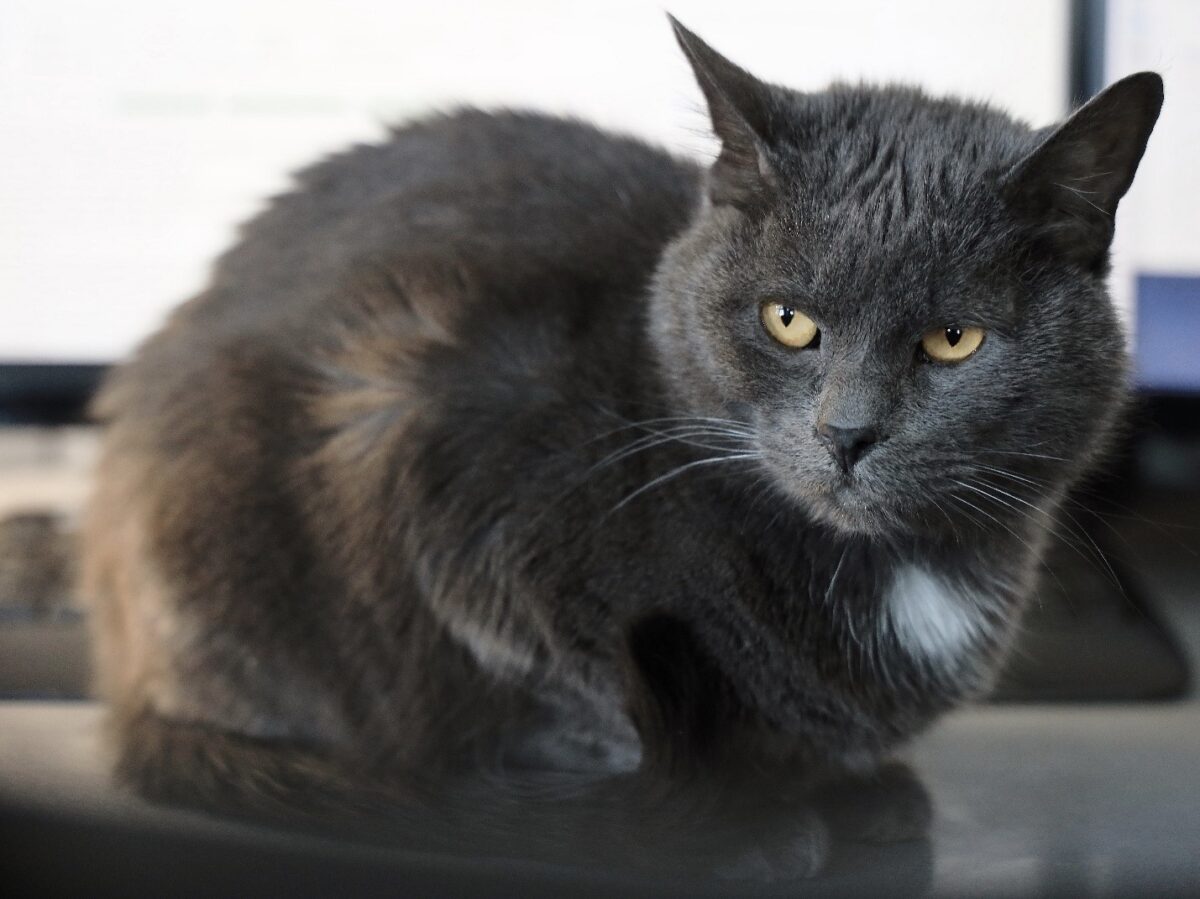 100 FAQs About Being a Weather Observer on Mount Washington - Mount ...