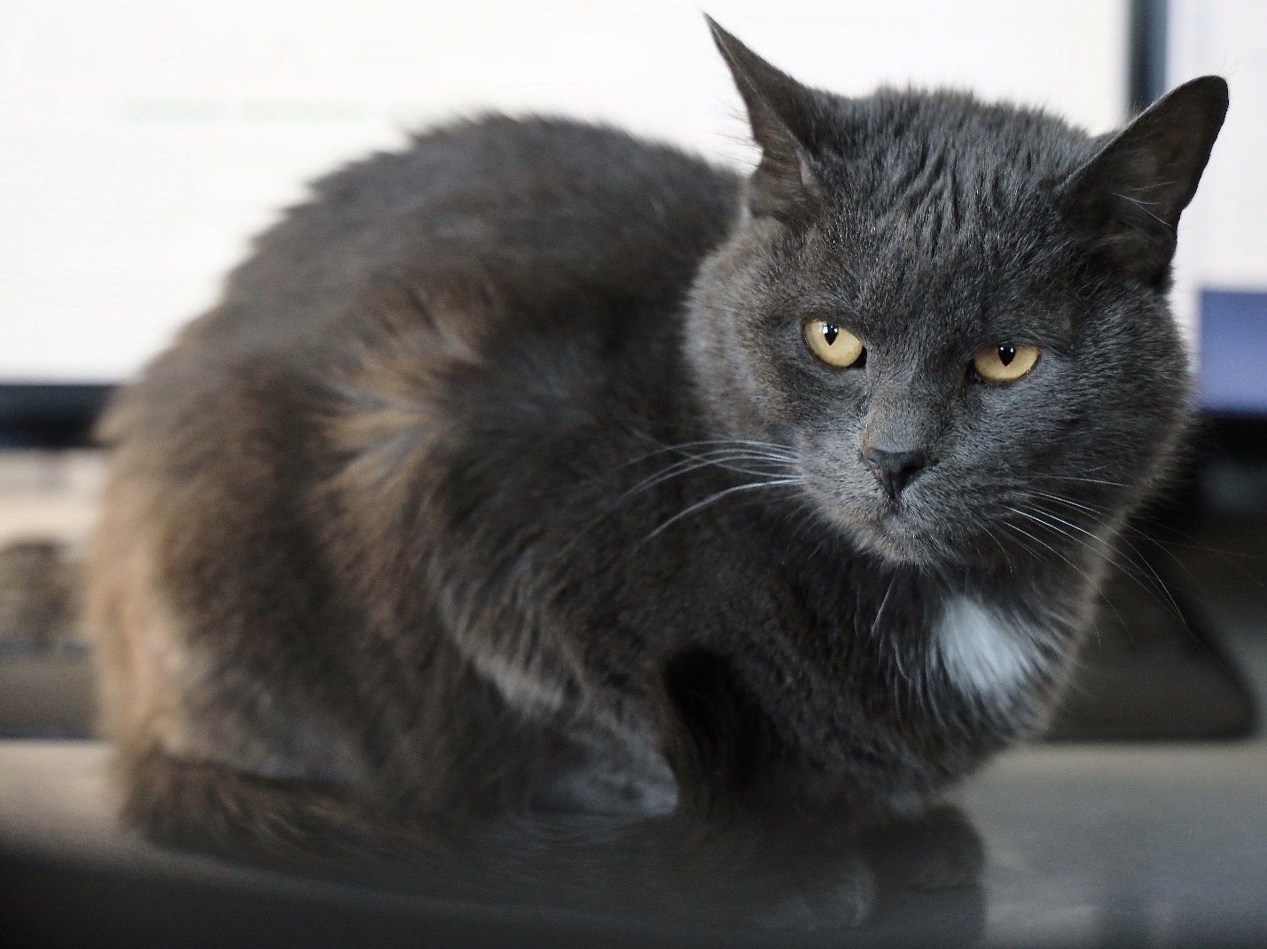 100 FAQs About Being a Weather Observer on Mount Washington - Mount ...