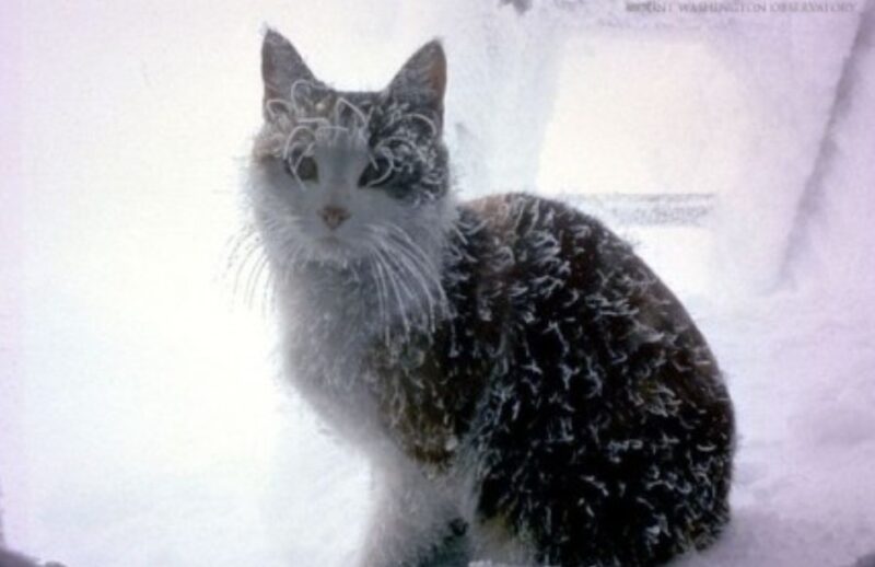 20 FAQs about Nimbus, the Summit Cat - Mount Washington Observatory