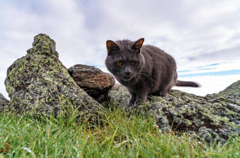 20 FAQs about Nimbus, the Summit Cat - Mount Washington Observatory