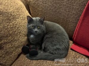 20 FAQs about Nimbus, the Summit Cat - Mount Washington Observatory