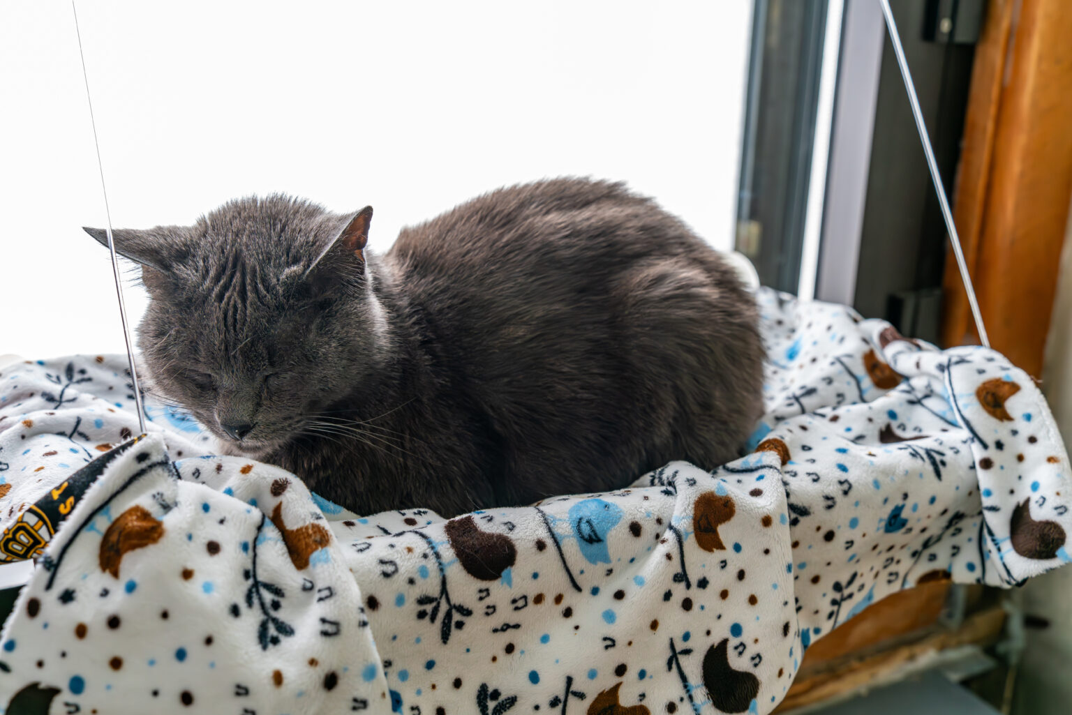 20 FAQs about Nimbus, the Summit Cat - Mount Washington Observatory