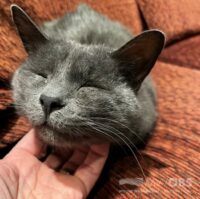 20 FAQs about Nimbus, the Summit Cat - Mount Washington Observatory
