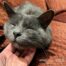 20 FAQs about Nimbus, the Summit Cat - Mount Washington Observatory